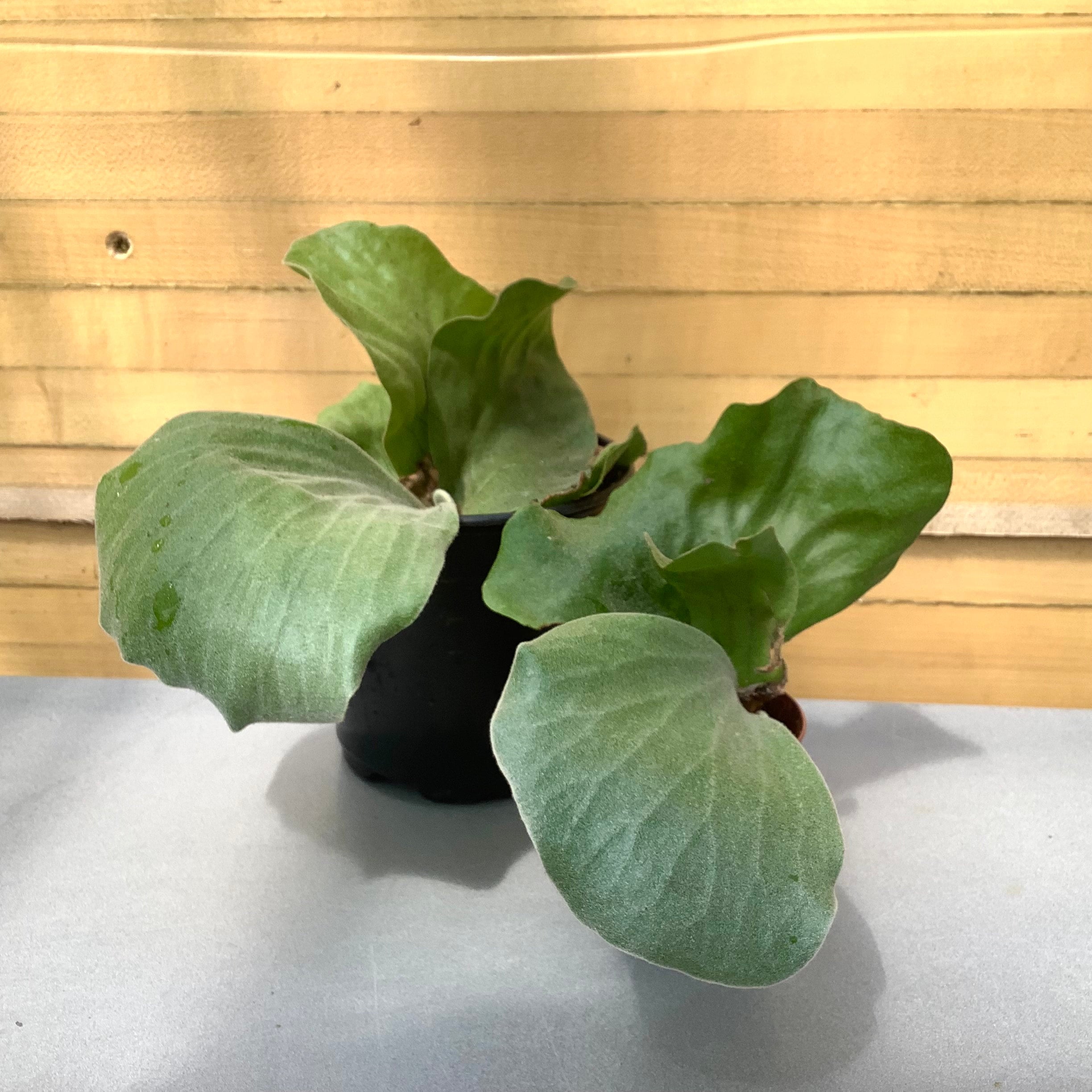 Elephantotis Staghorn Fern | Down to Earth | Houseplants | Down to Earth